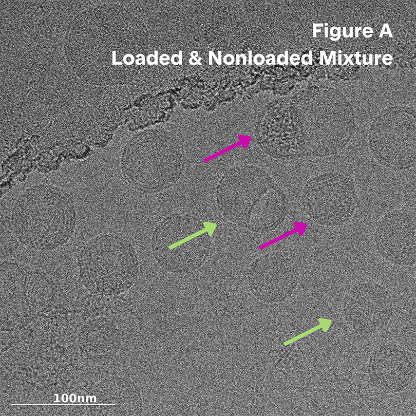 Direct Imaging of Payload Distribution of DNA and RNA in Lipid Nanoparticles